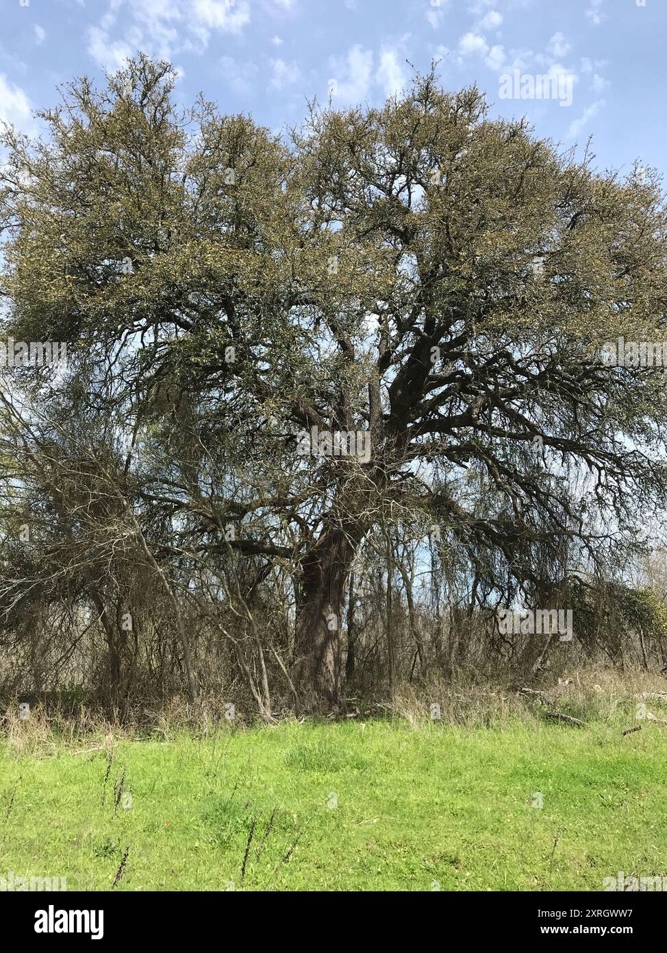 Texas live oak (Quercus fusiformis) Plantae Stock Photo - Alamy