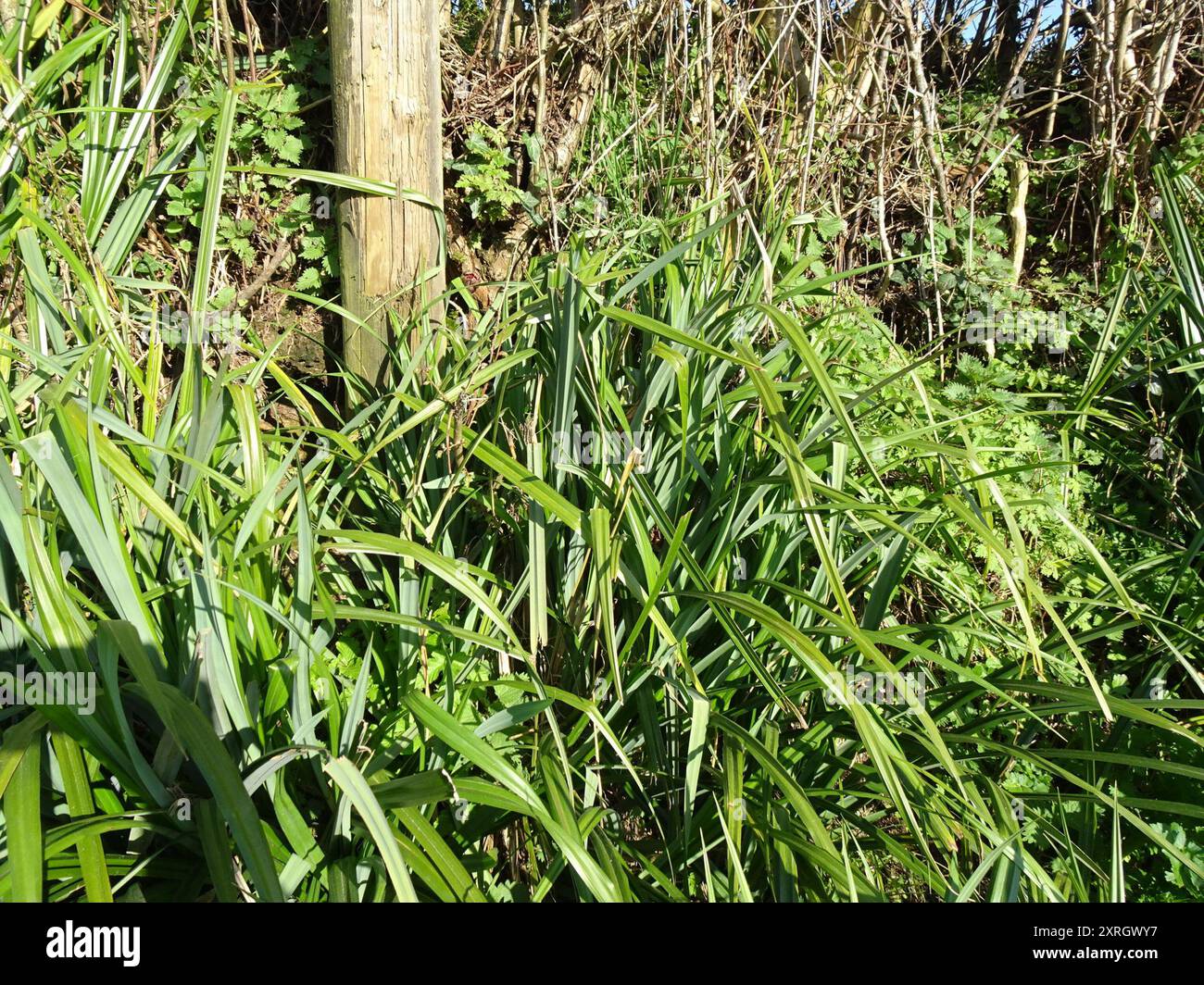Hanging sedge (Carex pendula) Plantae Stock Photo - Alamy