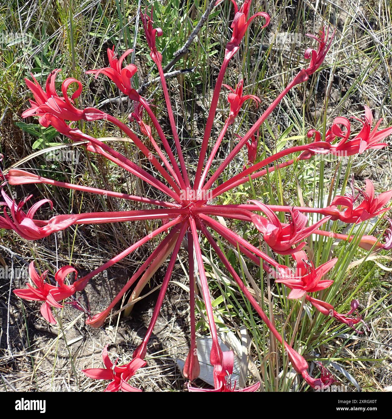 candelabra lily (Brunsvigia orientalis) Plantae Stock Photo - Alamy