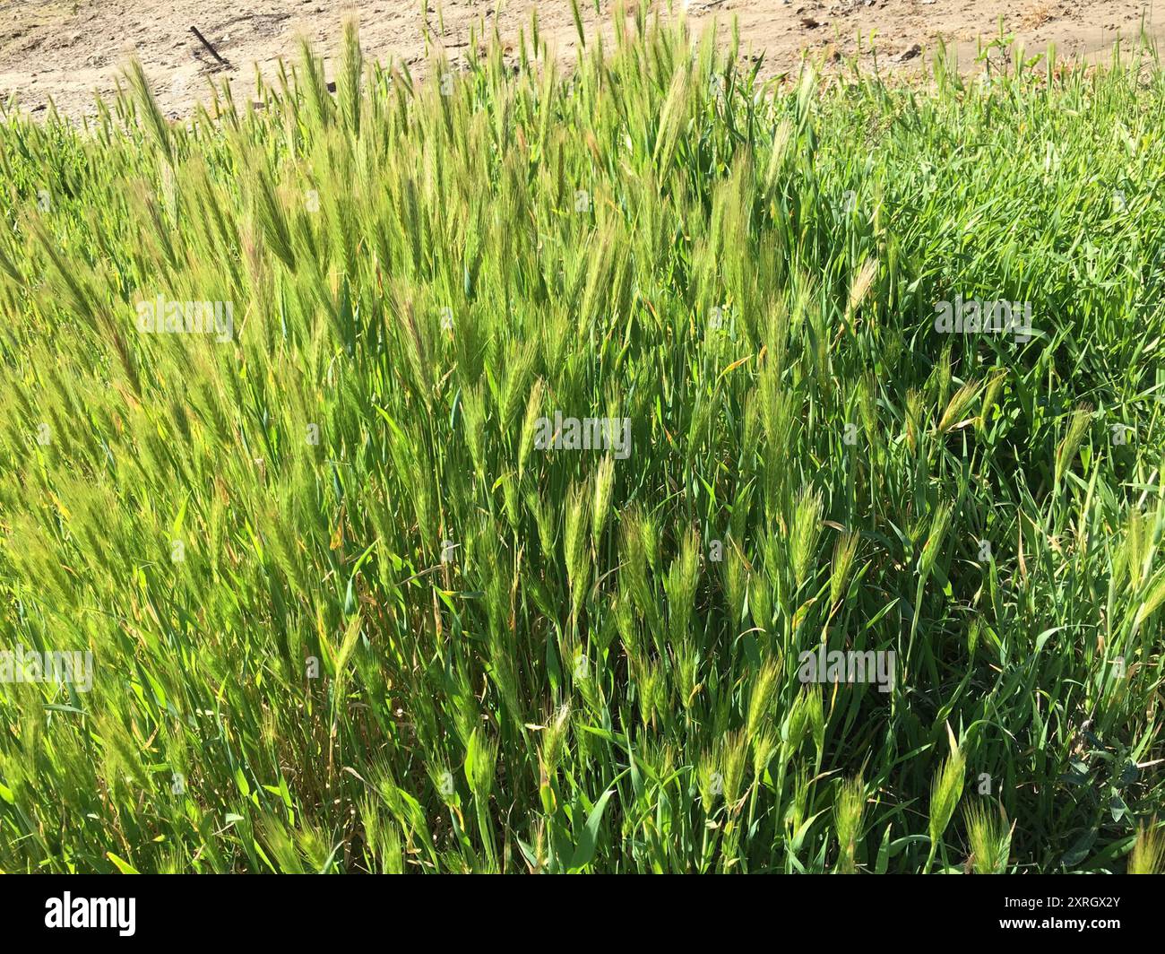 wall barley (Hordeum murinum) Plantae Stock Photo - Alamy