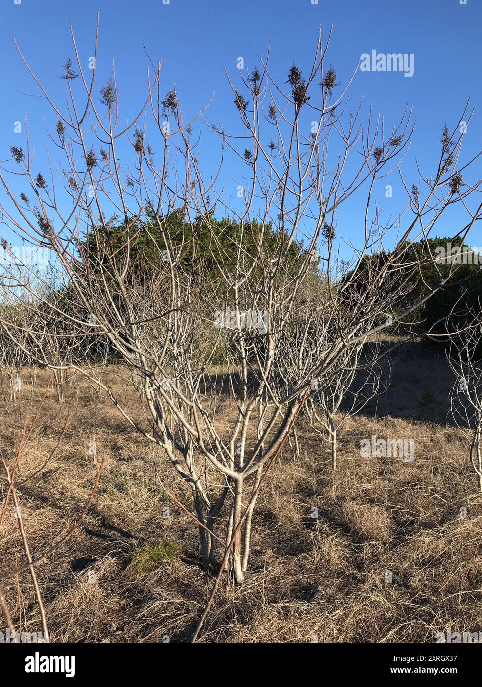 Prairie flameleaf sumac (Rhus lanceolata) Plantae Stock Photo - Alamy