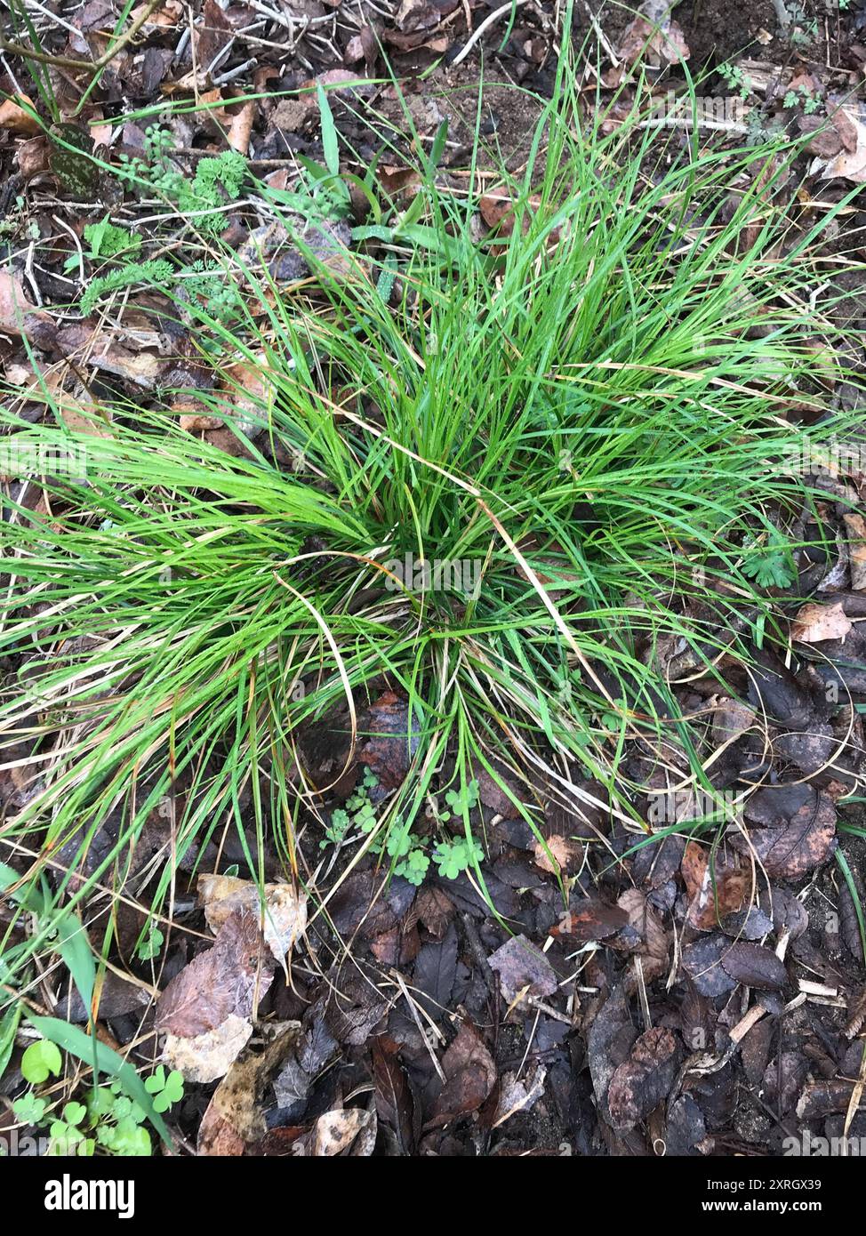 true sedges (Carex) Plantae Stock Photo - Alamy
