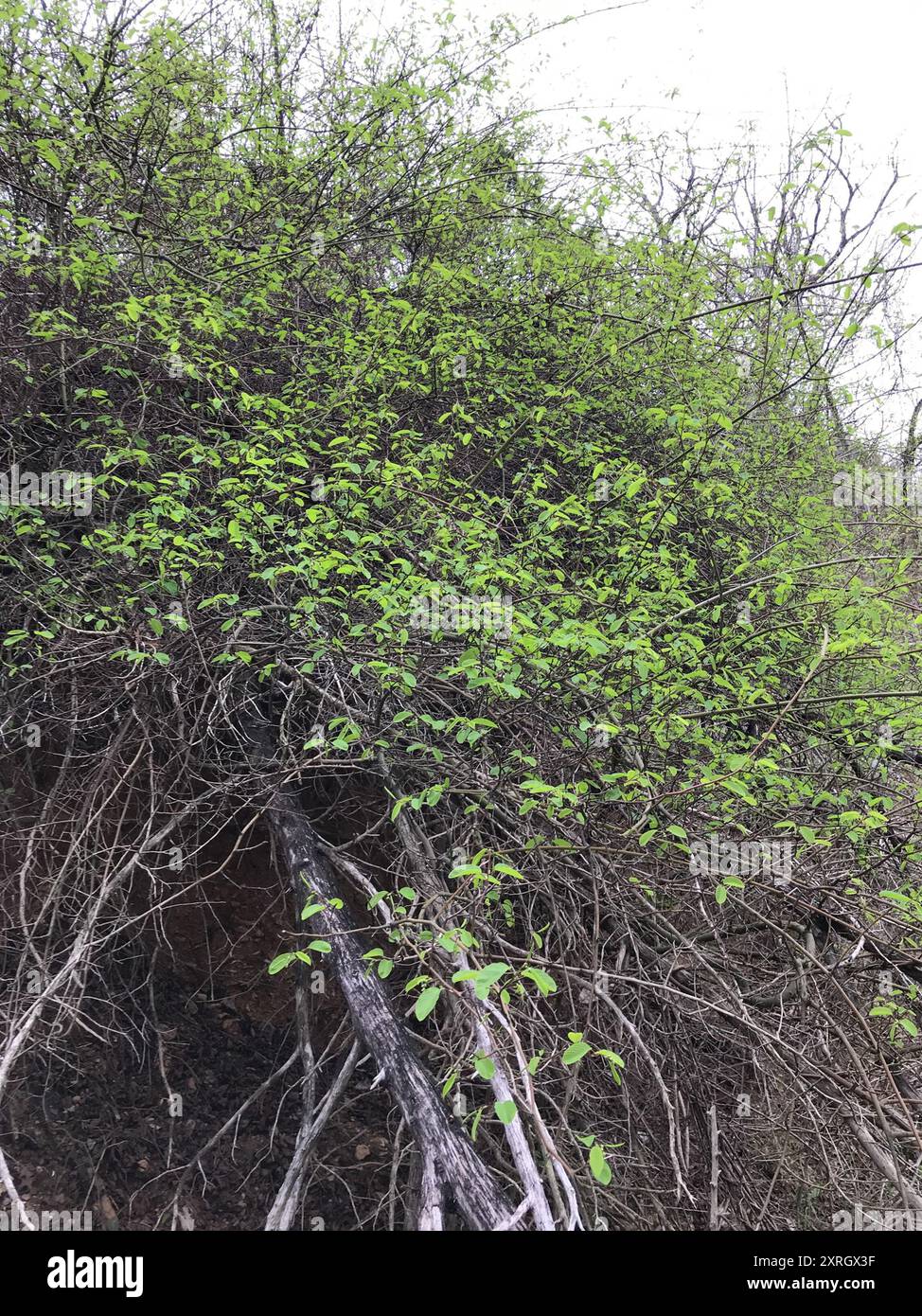 Supplejack (Berchemia scandens) Plantae Stock Photo - Alamy