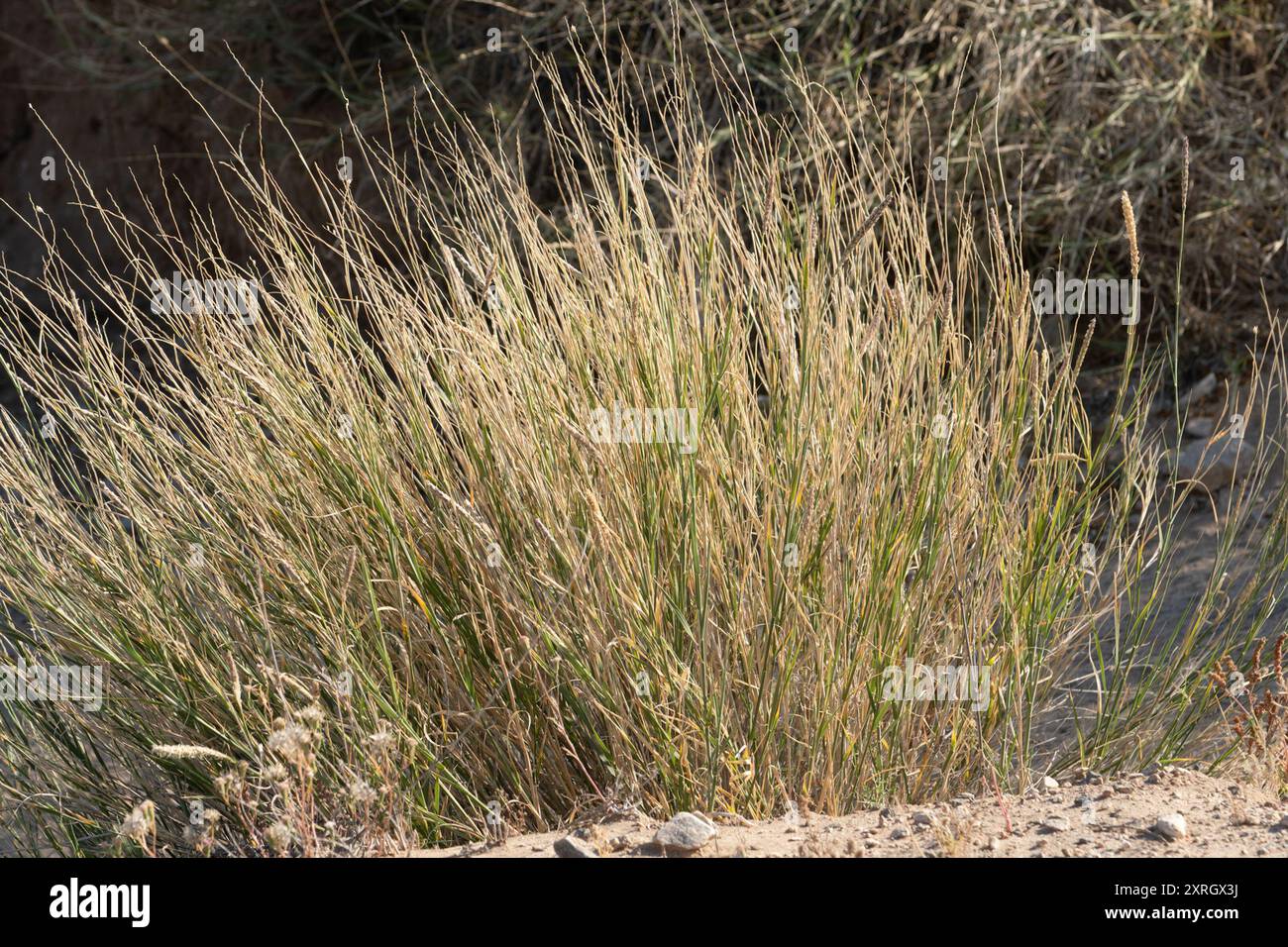 Big Galleta (Hilaria rigida) Plantae Stock Photo - Alamy