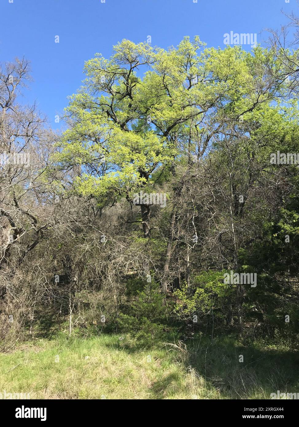 Cedar Elm (Ulmus crassifolia) Plantae Stock Photo - Alamy