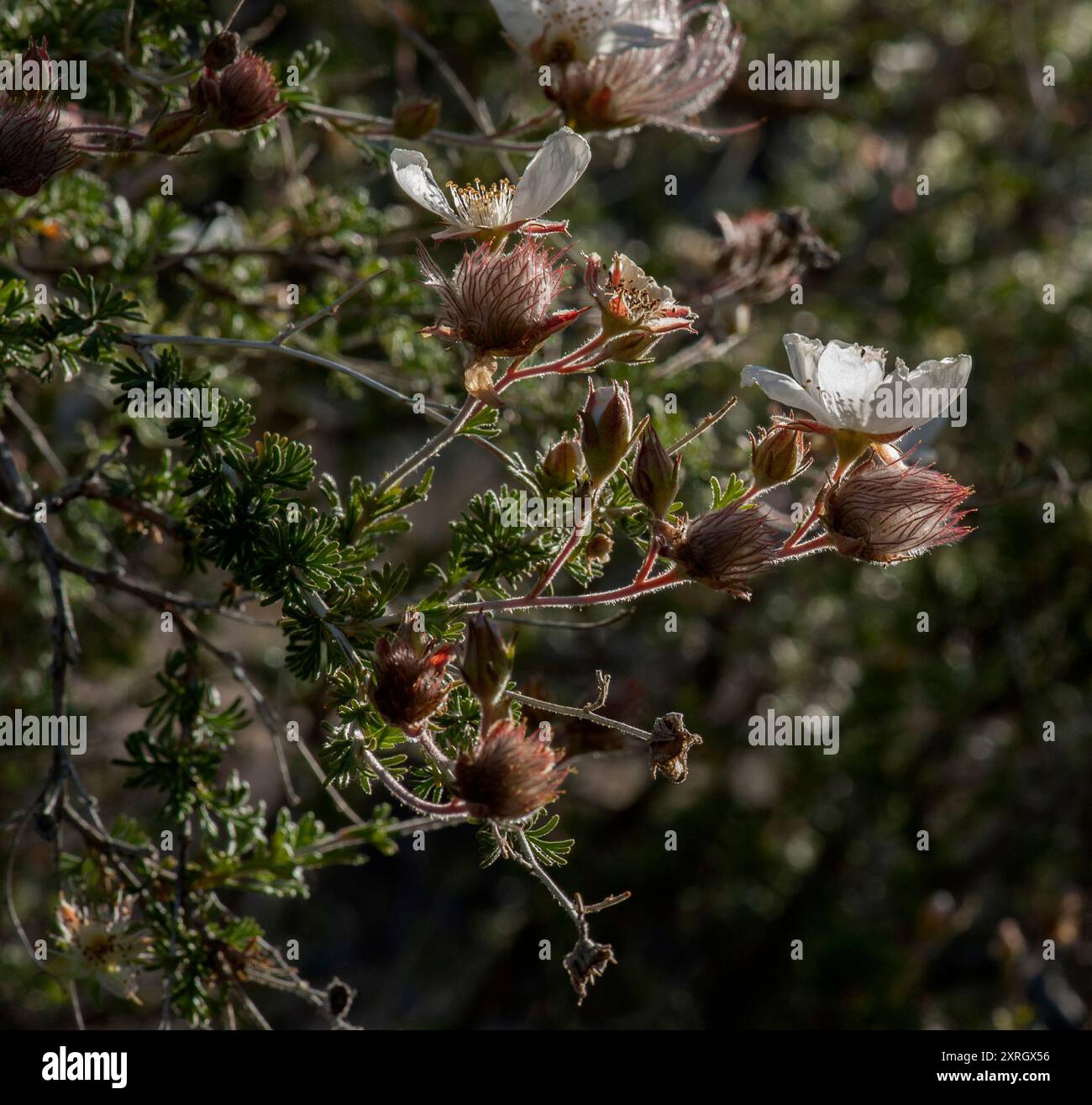 Apache Plume (Fallugia paradoxa) in the Kasha-Katuwe Tent Rocks ...