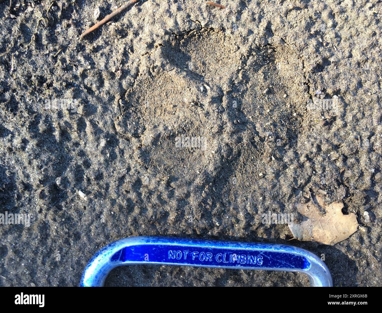 Carnivorans (Carnivora) Mammalia Stock Photo - Alamy