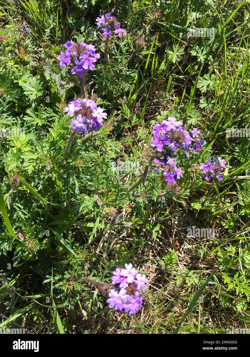 Dakota mock vervain (Glandularia bipinnatifida) Plantae Stock Photo - Alamy