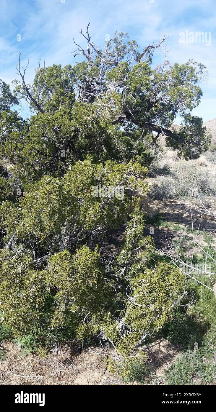 California juniper (Juniperus californica) Plantae Stock Photo - Alamy