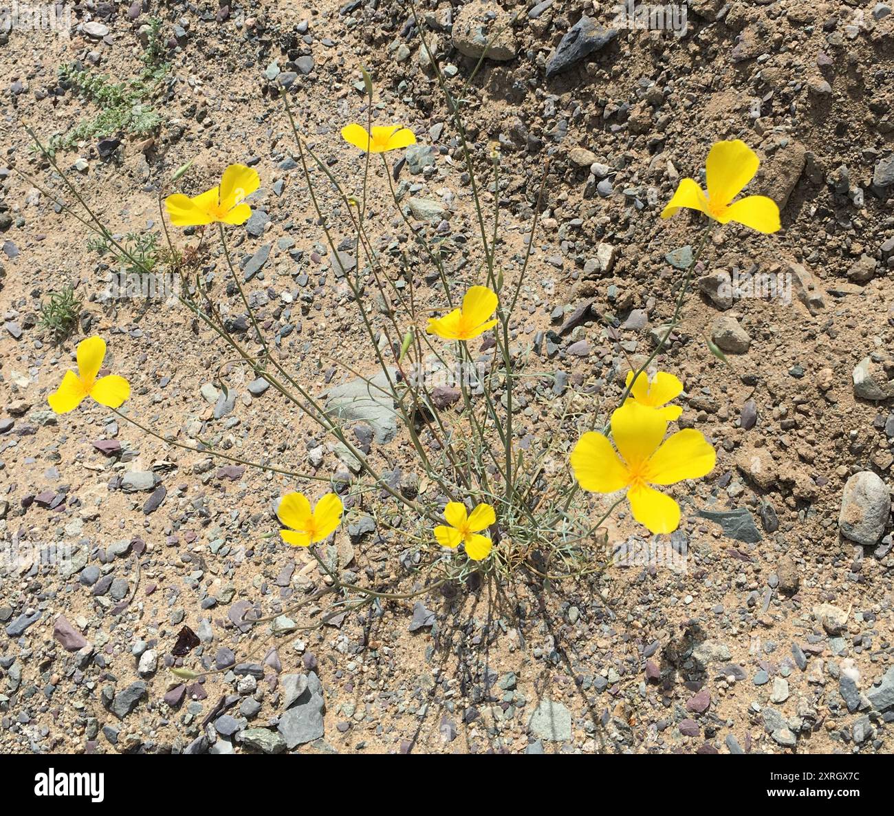 Desert Poppies (Eschscholzia) Plantae Stock Photo - Alamy