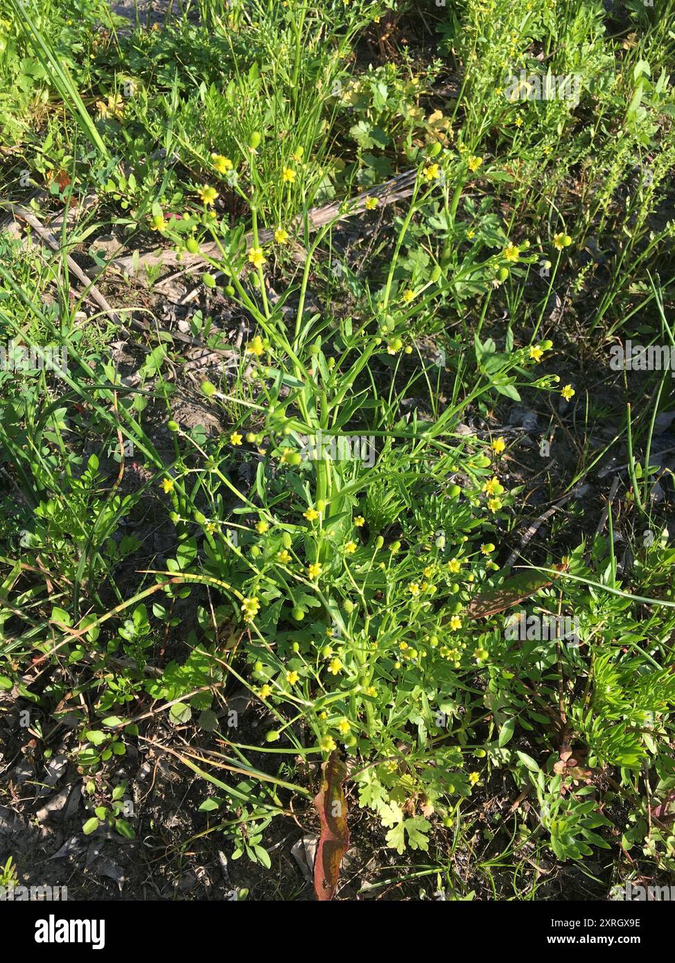 cursed crowfoot (Ranunculus sceleratus) Plantae Stock Photo - Alamy