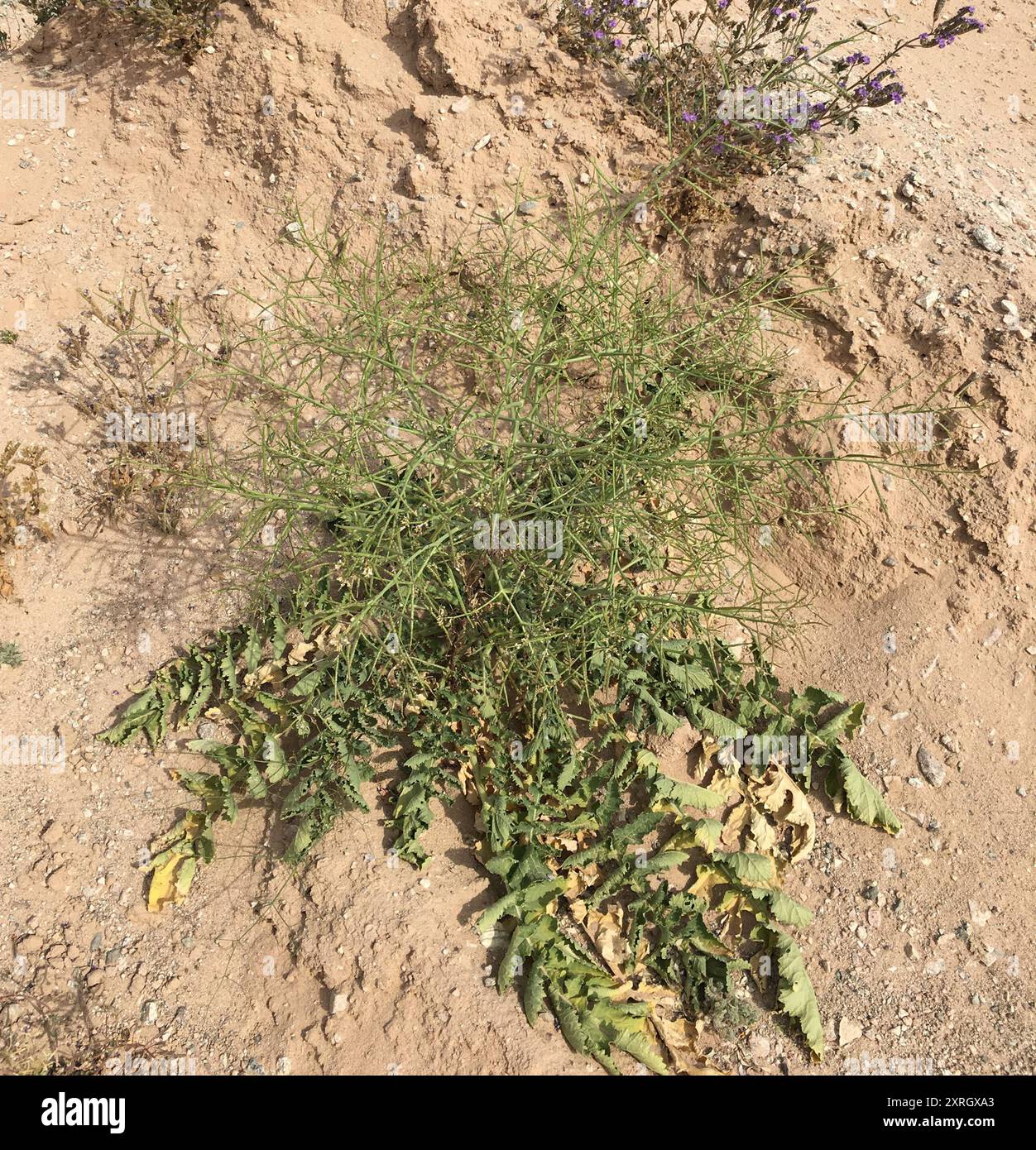 Saharan Mustard (Brassica tournefortii) Plantae Stock Photo - Alamy