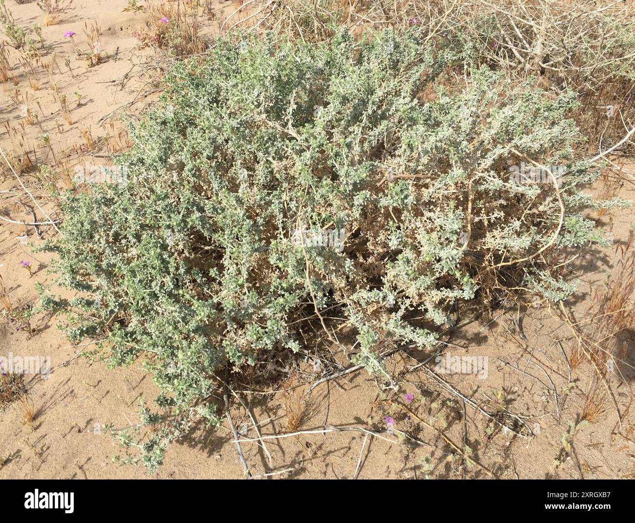 Burrobush (Ambrosia dumosa) Plantae Stock Photo - Alamy