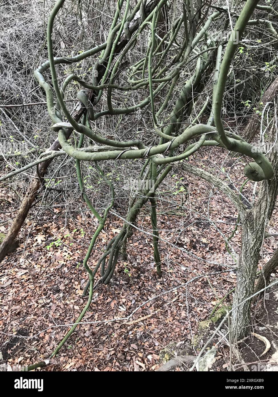 Supplejack (Berchemia scandens) Plantae Stock Photo - Alamy