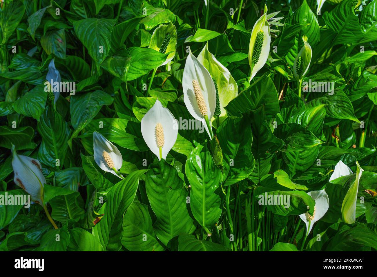 Vibrant array leaves floral hi-res stock photography and images - Alamy