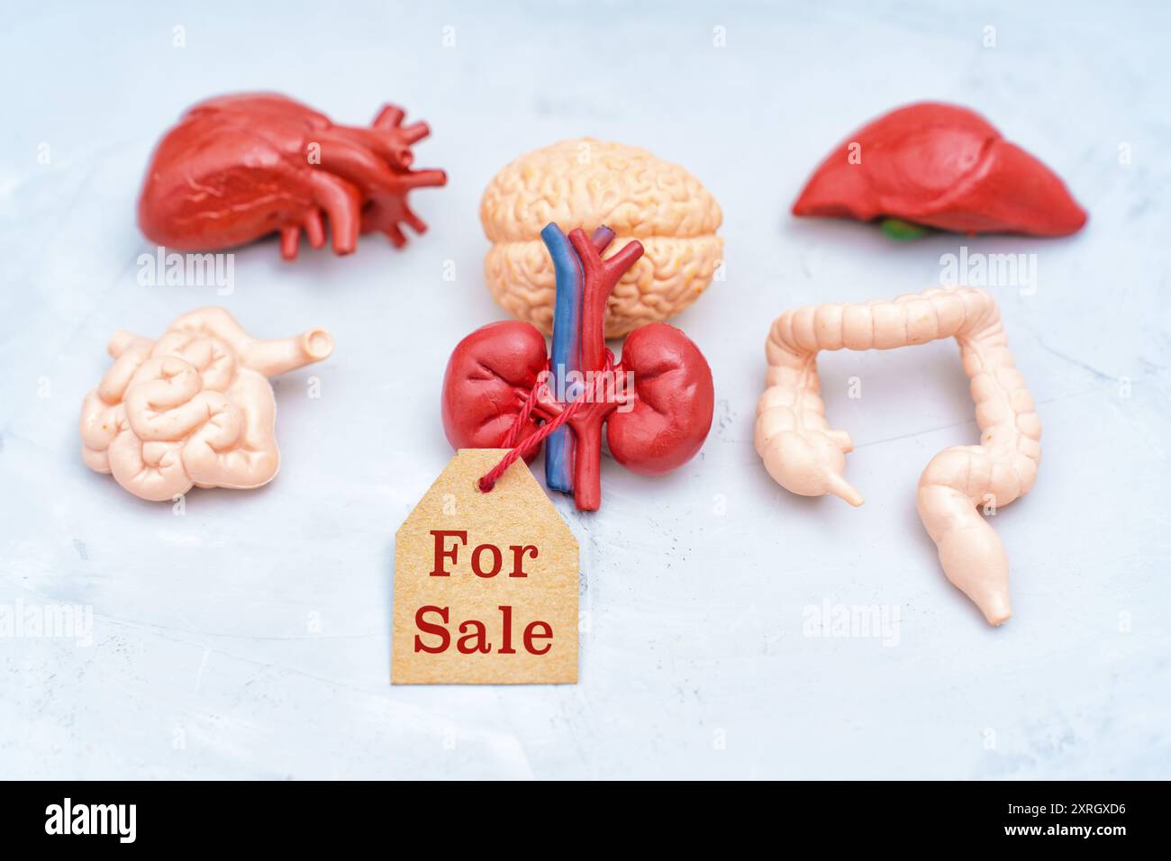 Collection of anatomical models of various human organs including ...