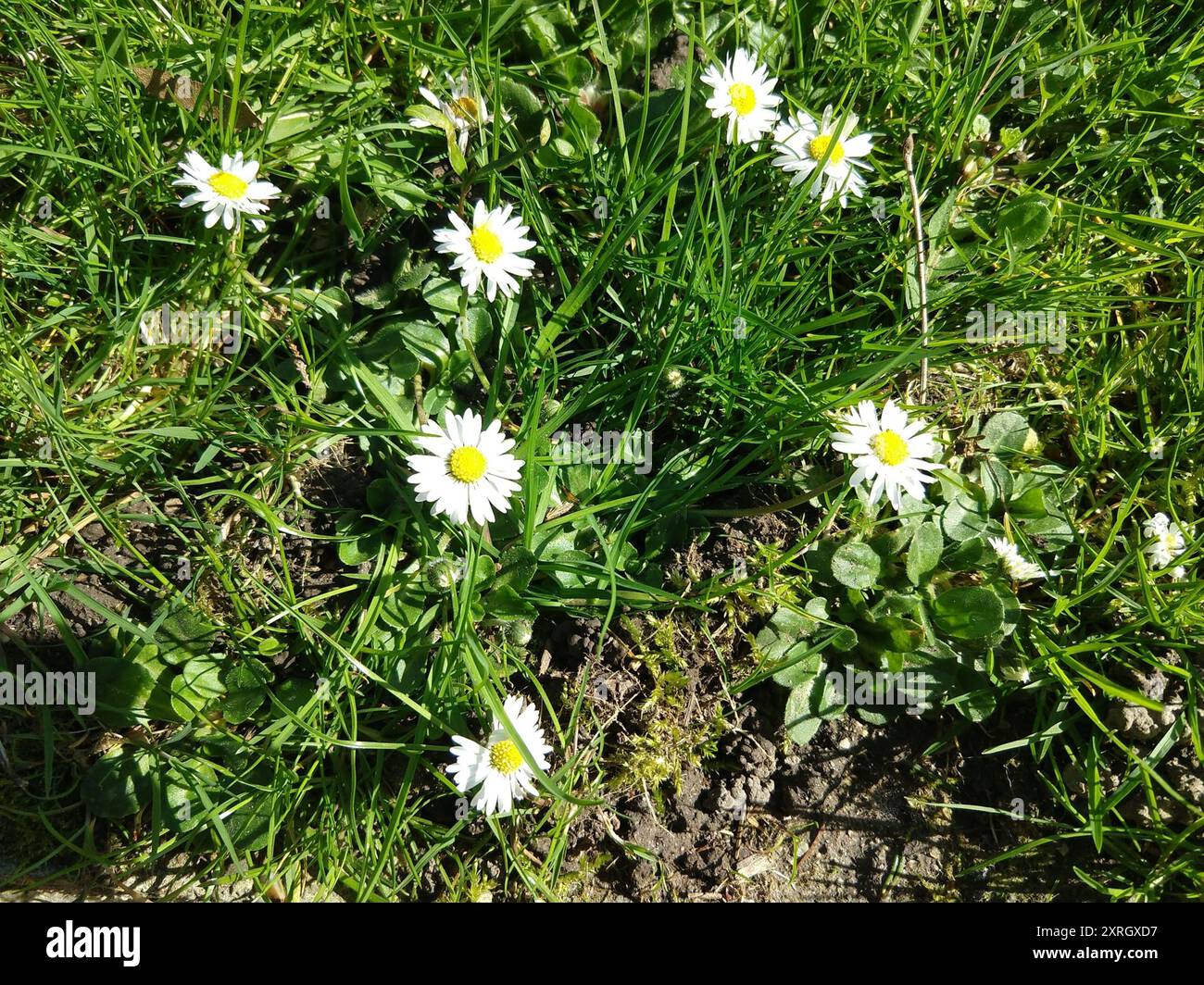 Lawn daisy (Bellis perennis) Plantae Stock Photo - Alamy