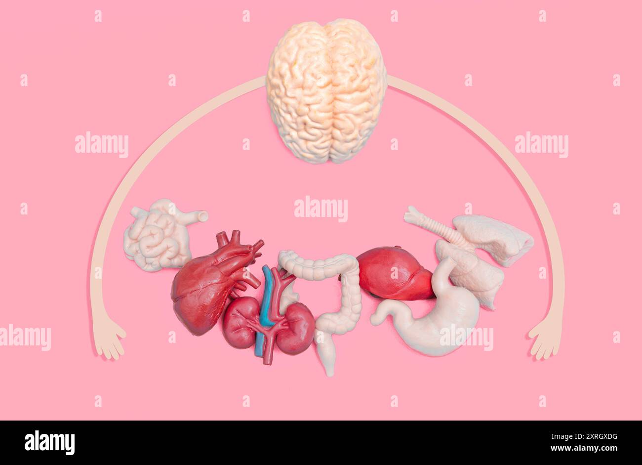 Human organs models including brain, heart, stomach, liver, lung ...