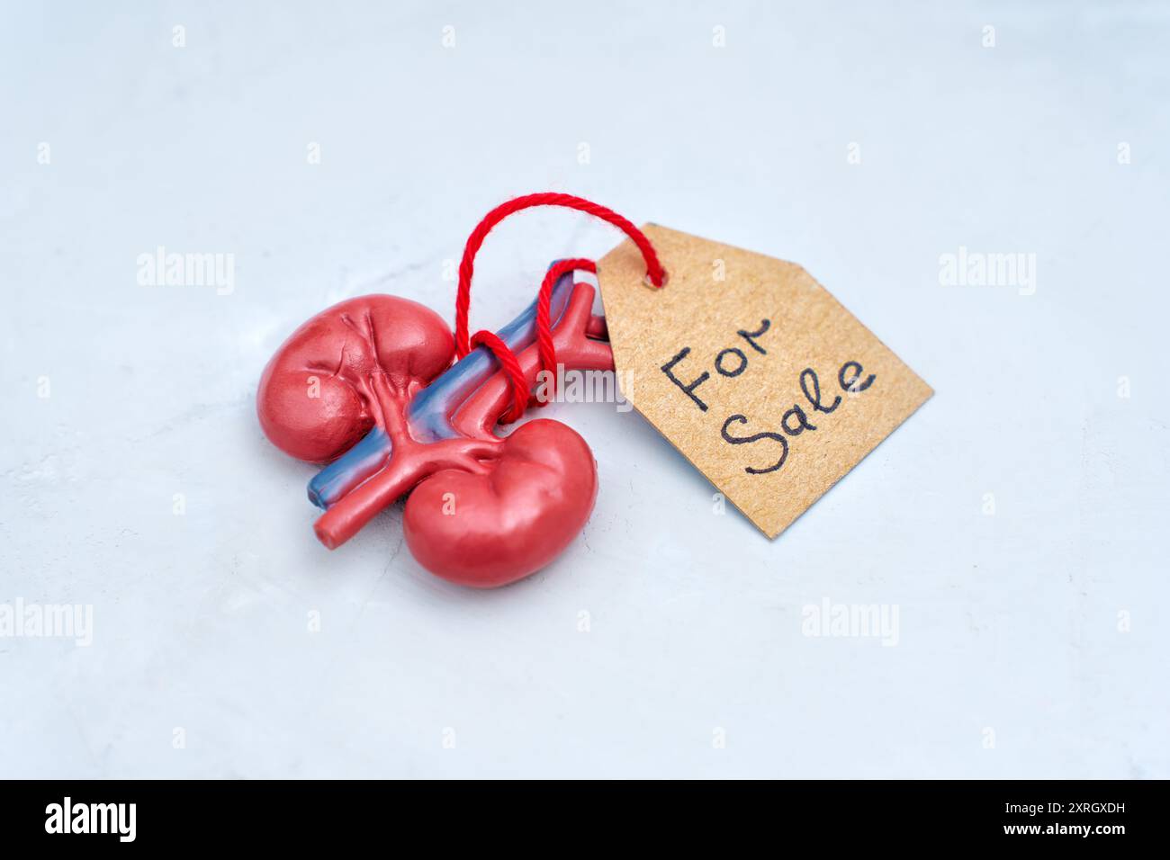 Plastic kidney model with a brown 'For Sale' tag on a neutral ...