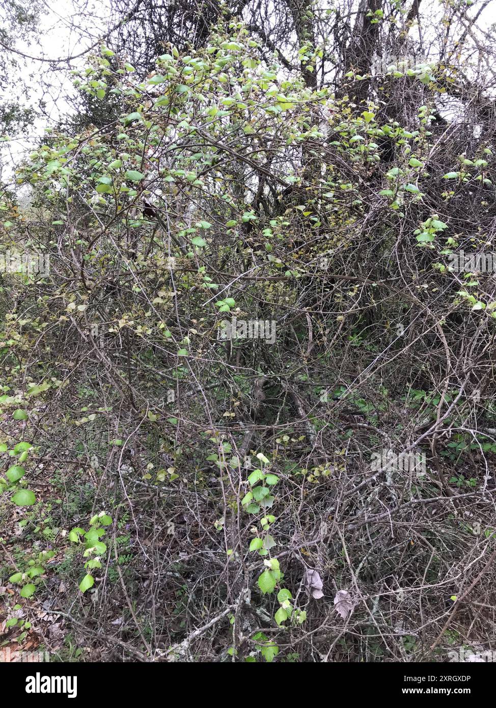 mustang grape (Vitis mustangensis) Plantae Stock Photo - Alamy