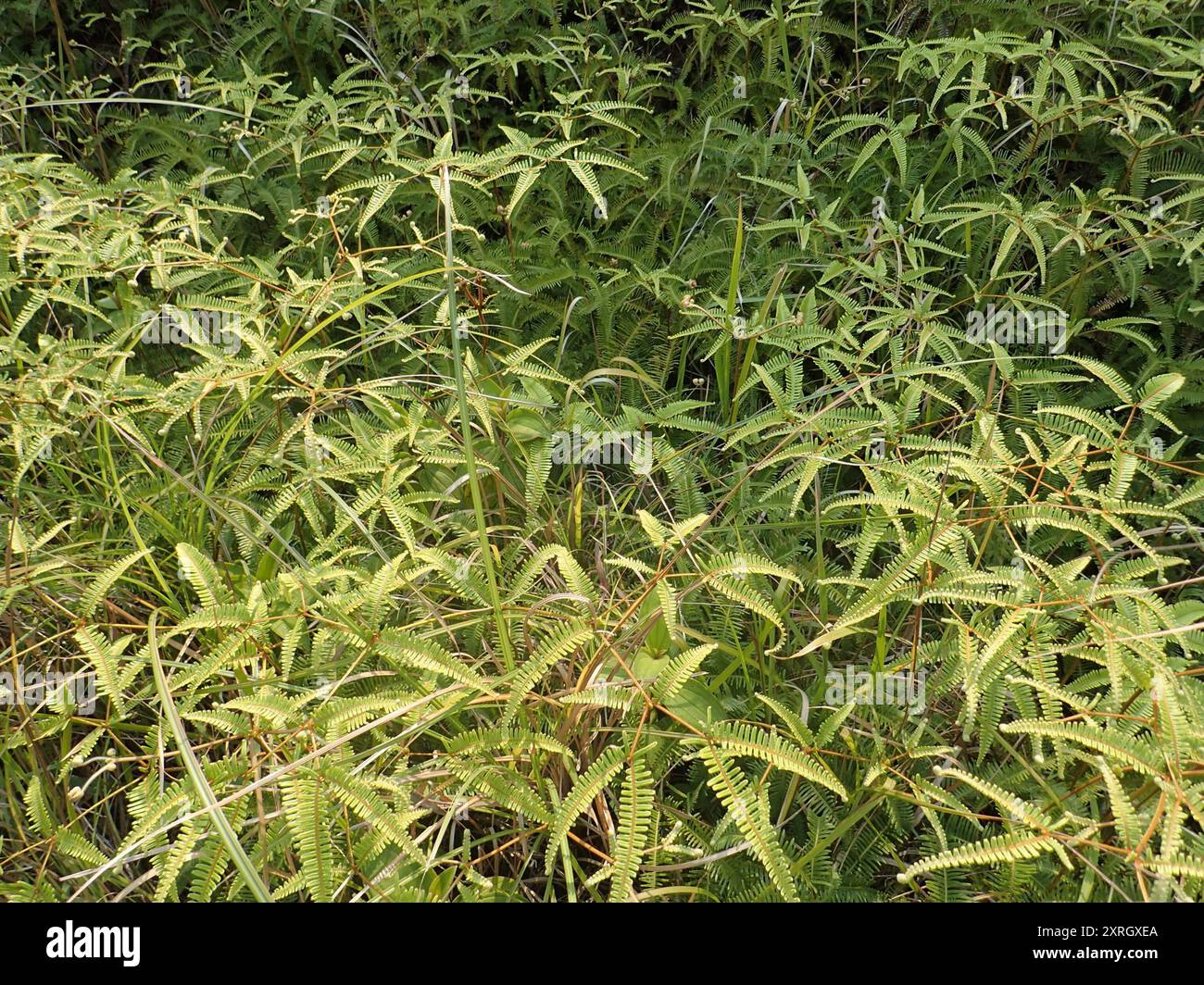 false staghorn fern (Dicranopteris linearis) Plantae Stock Photo - Alamy