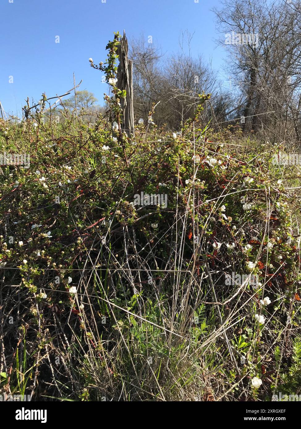 southern dewberry (Rubus trivialis) Plantae Stock Photo - Alamy