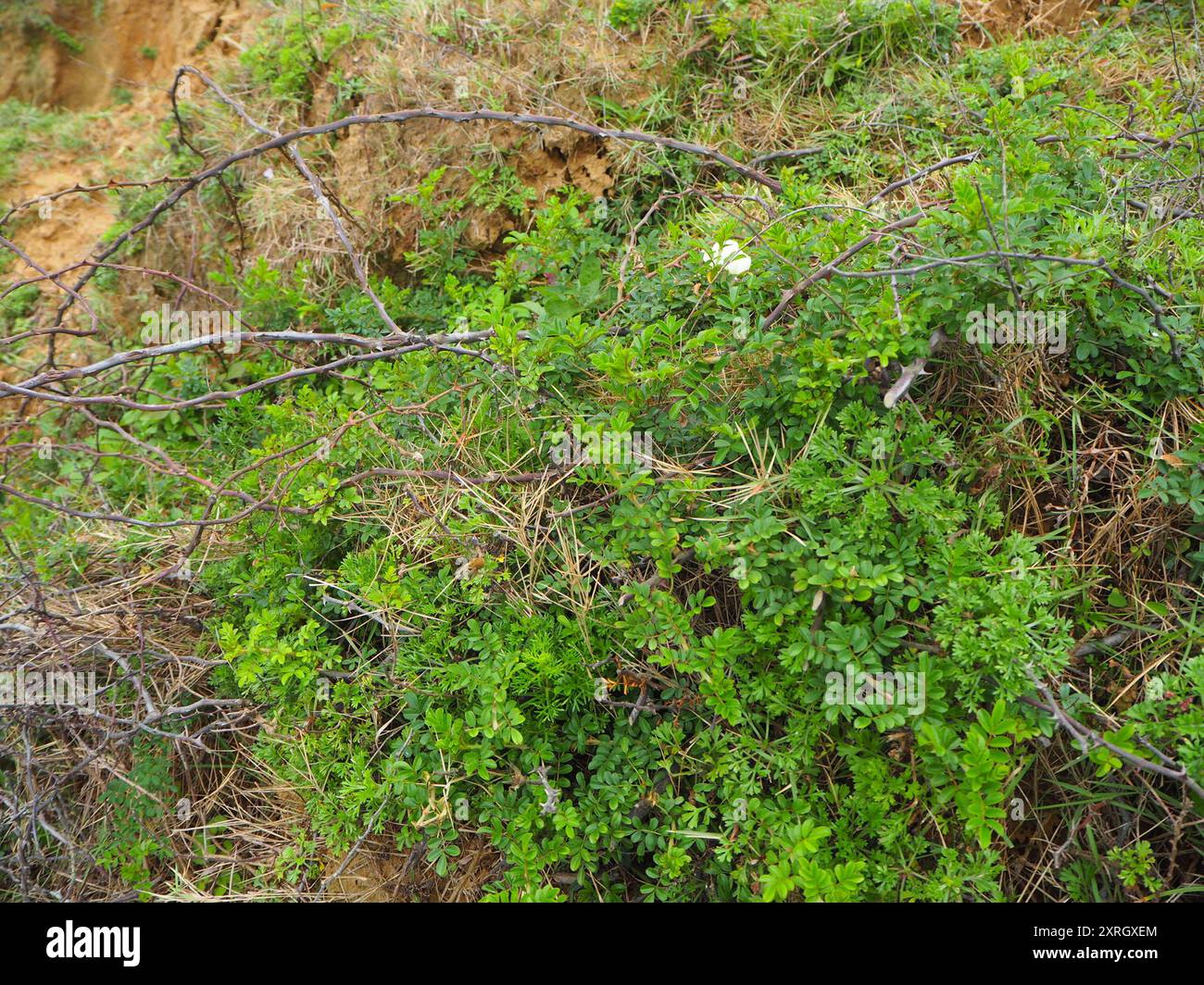 Macartney's rose (Rosa bracteata) Plantae Stock Photo - Alamy