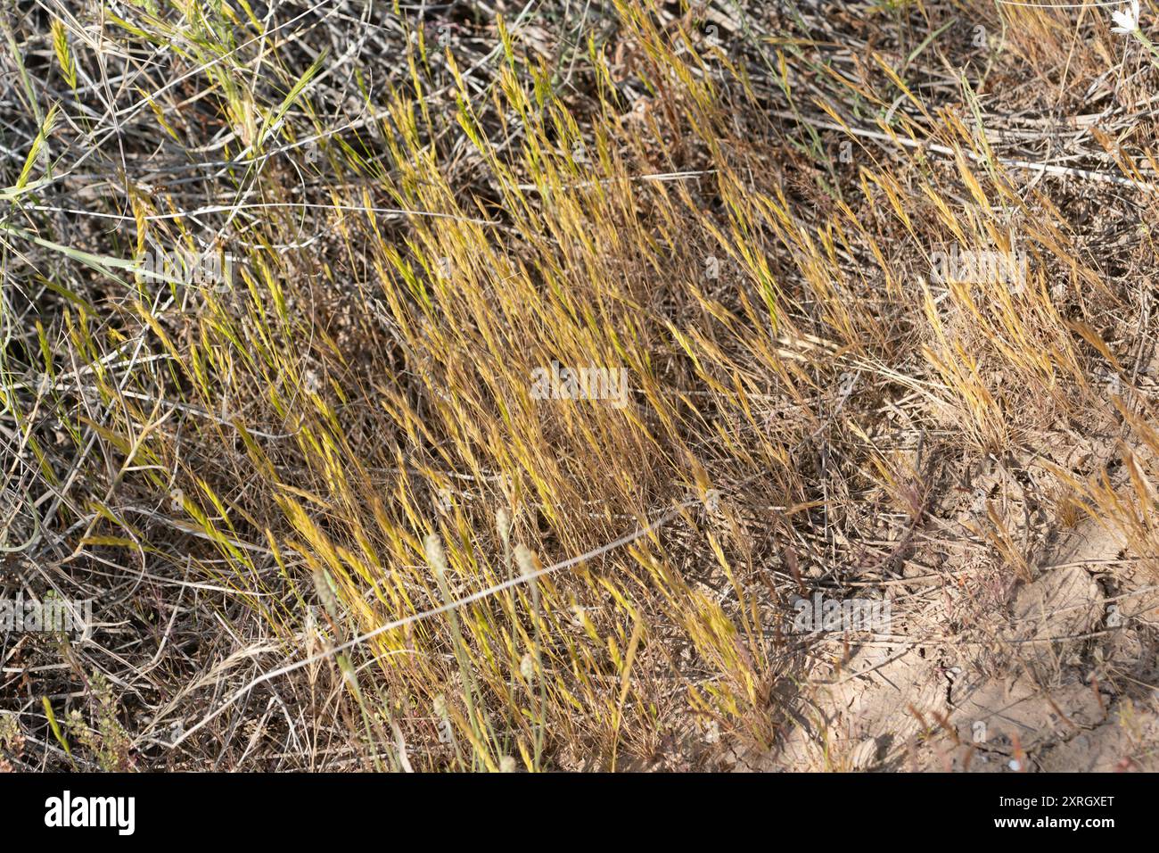 sixweeks grass (Festuca octoflora) Plantae Stock Photo - Alamy