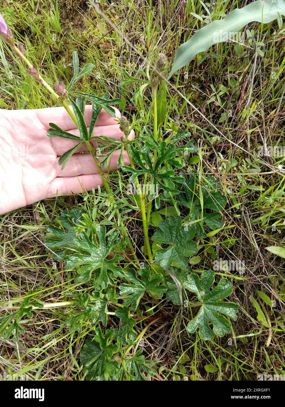 checkerbloom (Sidalcea malviflora) Plantae Stock Photo - Alamy