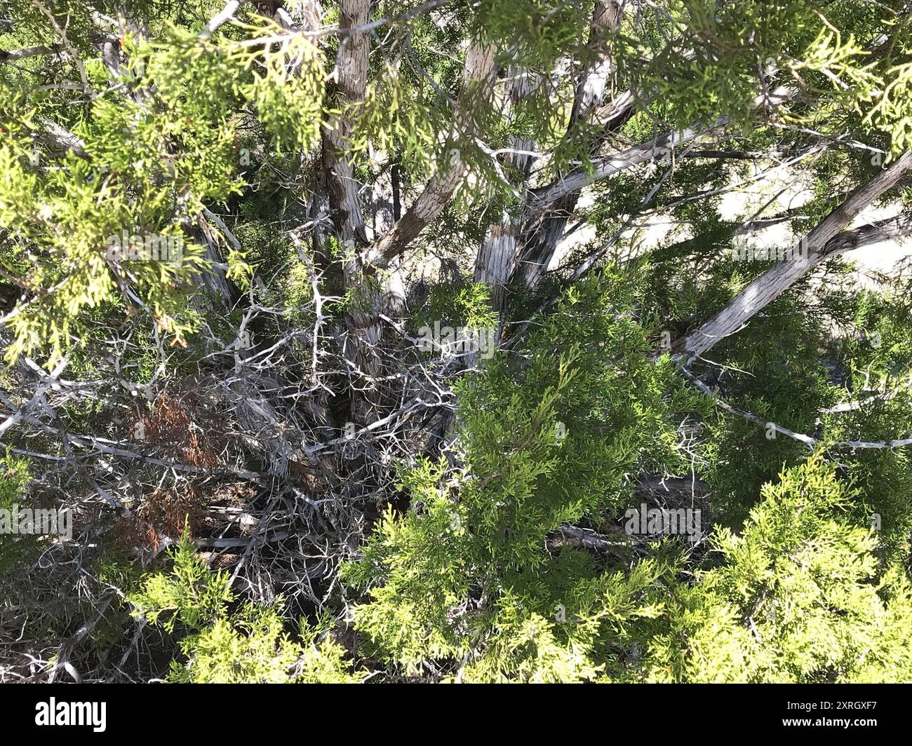 Ashe juniper (Juniperus ashei) Plantae Stock Photo - Alamy