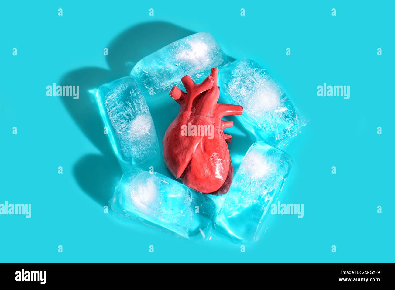 Anatomical model of human heart surrounded by ice cubes, illustrating ...