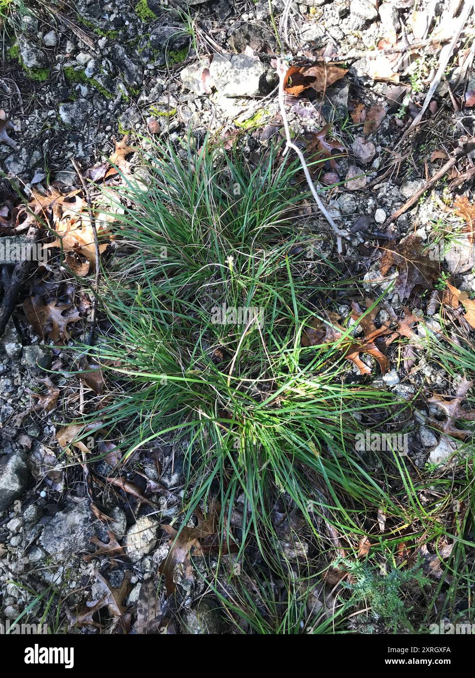 cedar sedge (Carex planostachys) Plantae Stock Photo - Alamy