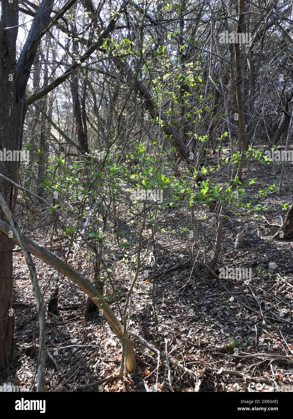 possumhaw (Ilex decidua) Plantae Stock Photo - Alamy