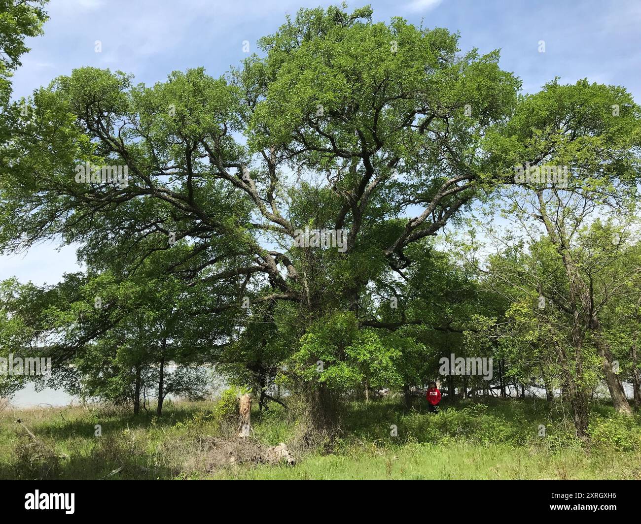 Cedar Elm (Ulmus crassifolia) Plantae Stock Photo - Alamy