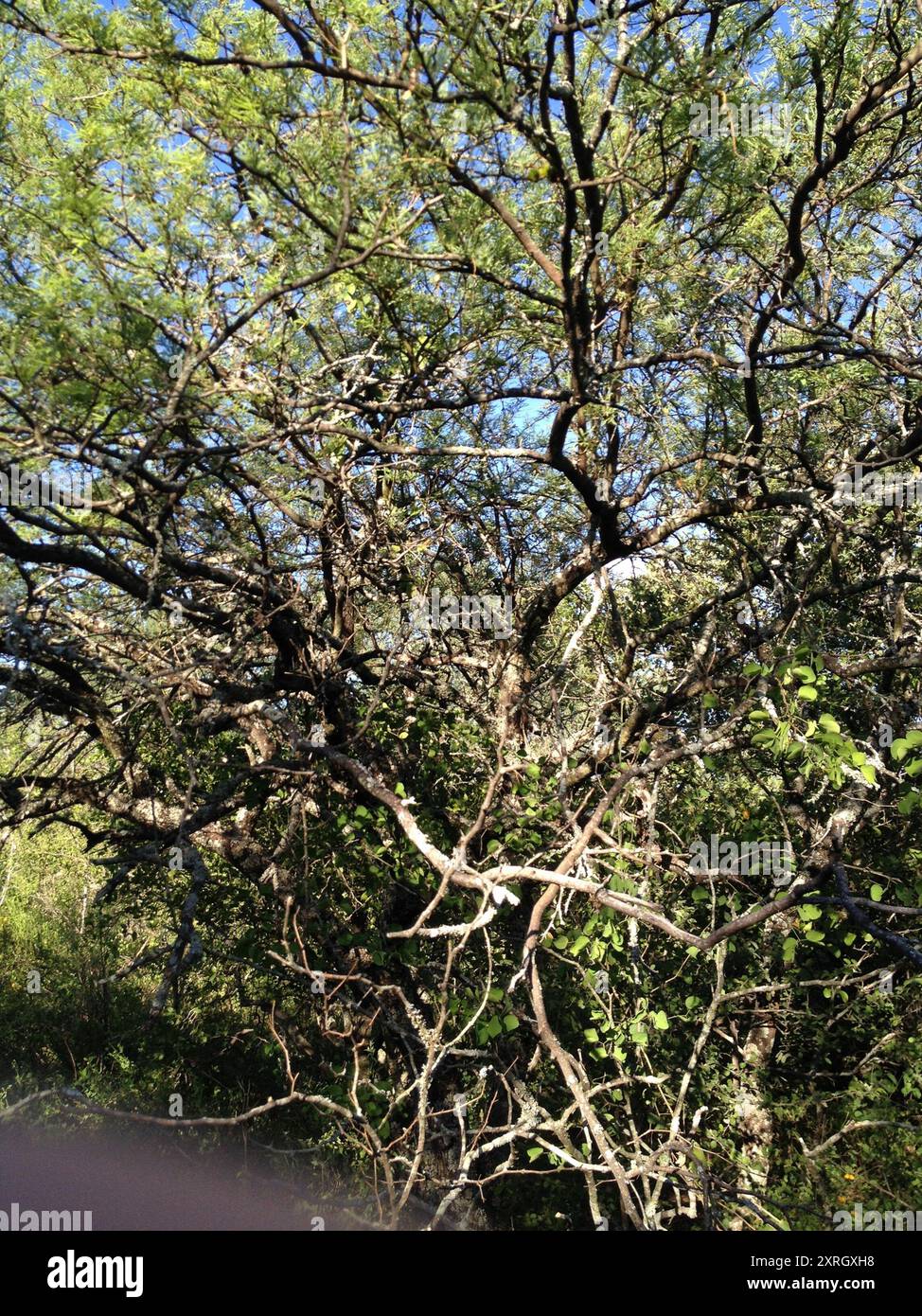 mesquites (Neltuma) Plantae Stock Photo - Alamy