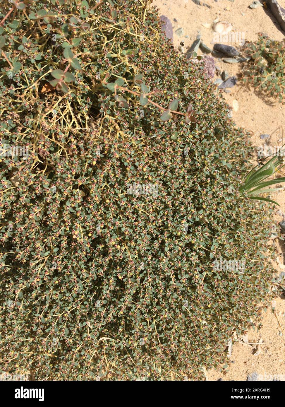 smallseed sandmat (Euphorbia polycarpa) Plantae Stock Photo - Alamy