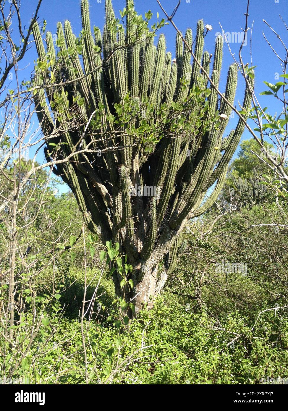 Toothpick Cactus (Stetsonia coryne) Plantae Stock Photo - Alamy