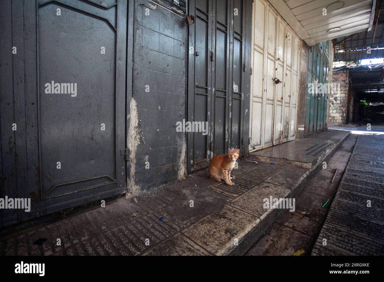 A cat seen through a deserted commercial area in Nablus in the Israeli ...