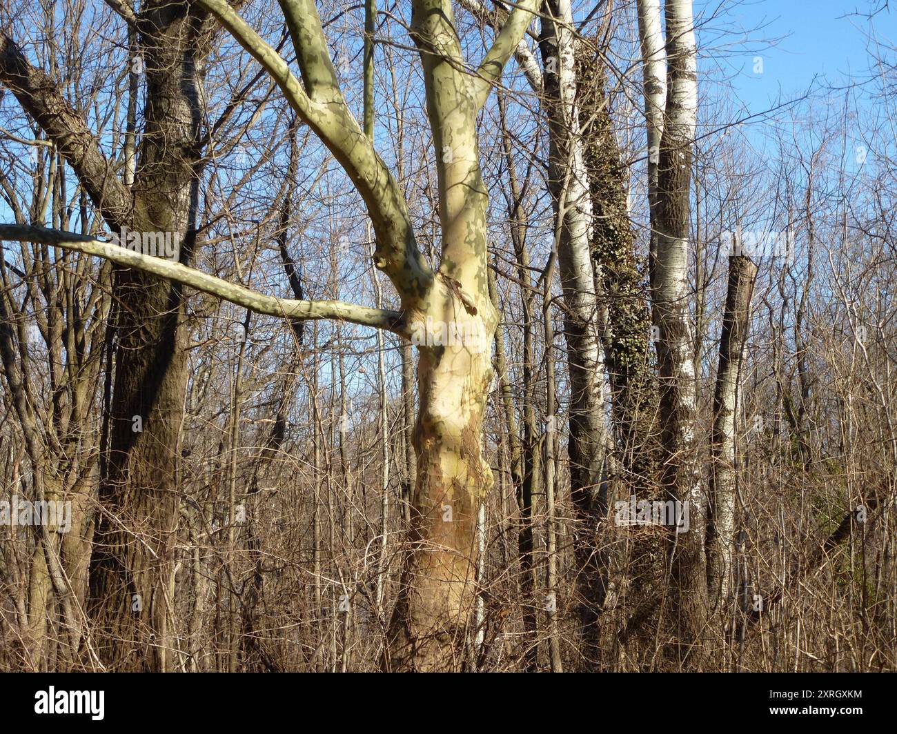white poplar (Populus alba) Plantae Stock Photo - Alamy