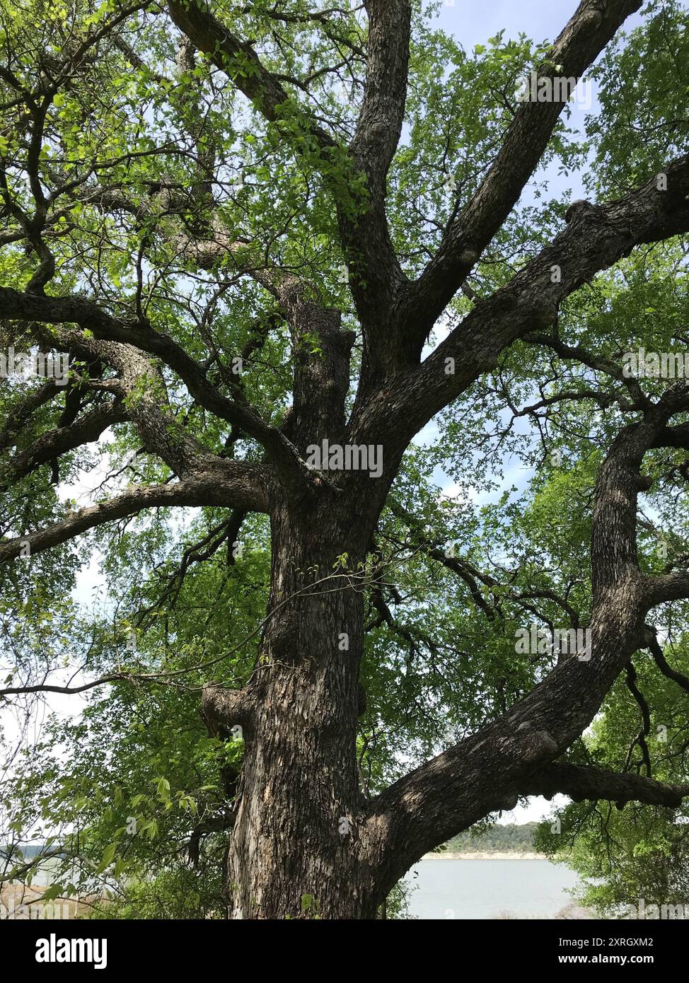 Cedar Elm (Ulmus crassifolia) Plantae Stock Photo - Alamy