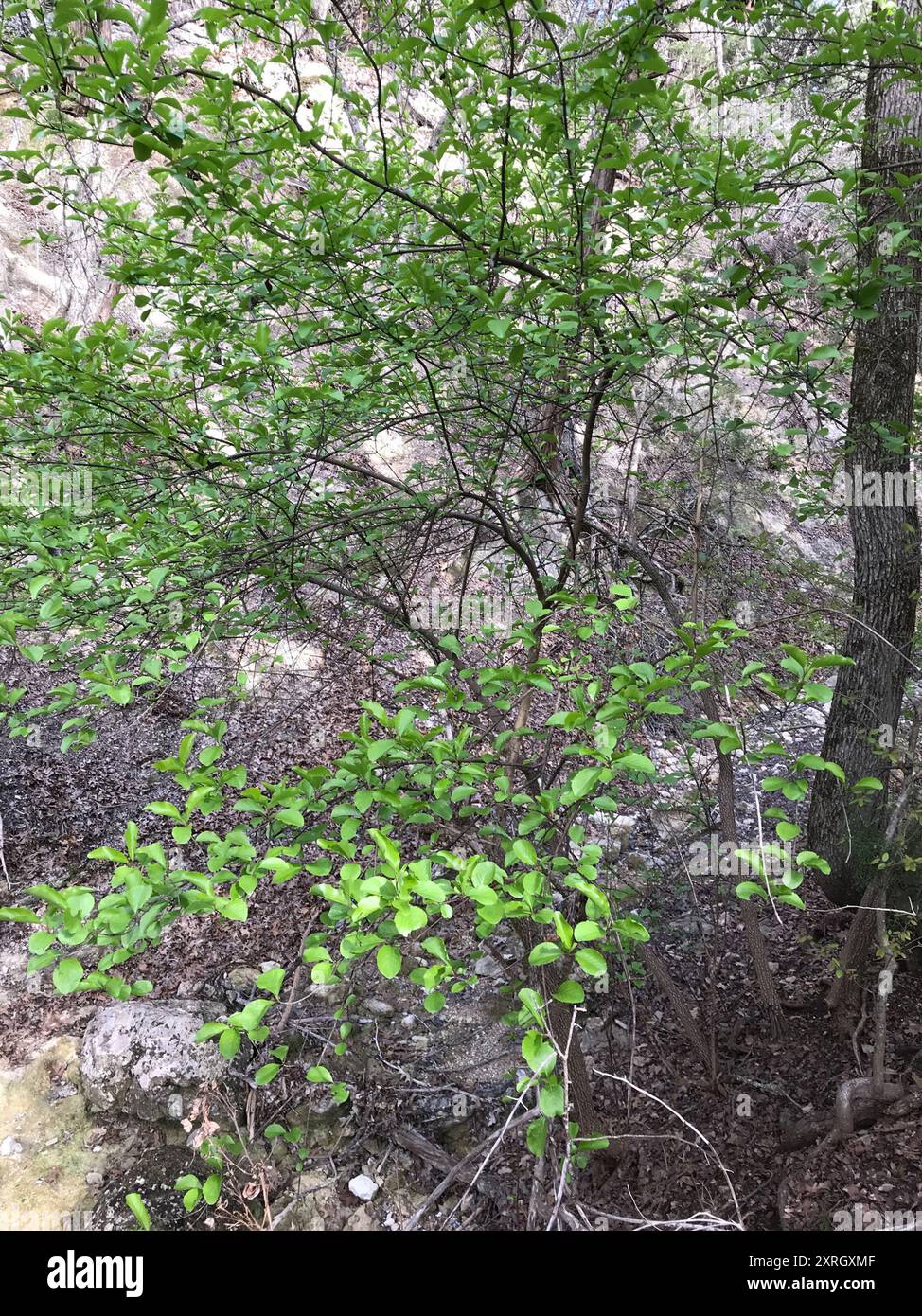Rusty Blackhaw (Viburnum rufidulum) Plantae Stock Photo - Alamy