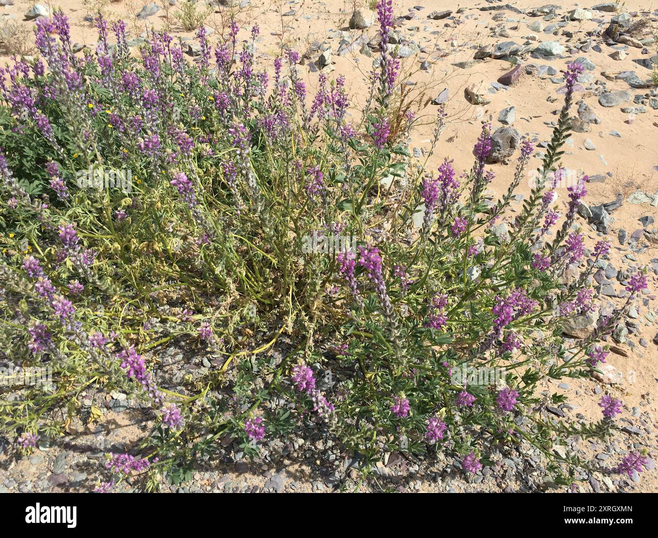 Arizona lupine (Lupinus arizonicus) Plantae Stock Photo - Alamy