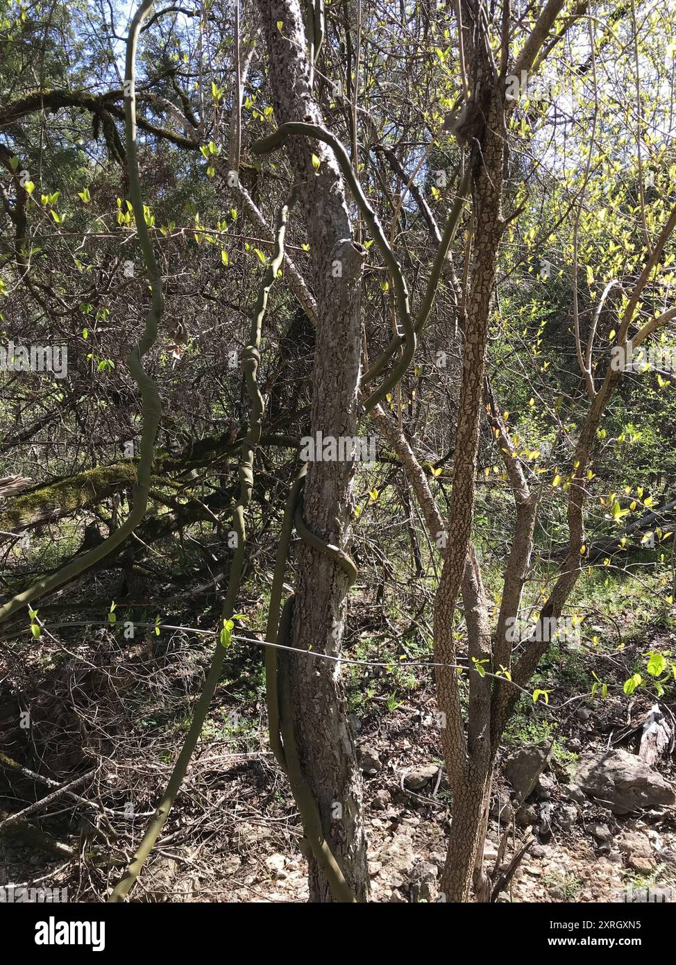 Supplejack (Berchemia scandens) Plantae Stock Photo - Alamy