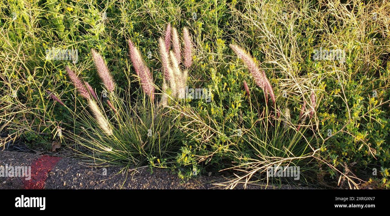 Fountain Grass (Cenchrus setaceus) Plantae Stock Photo - Alamy