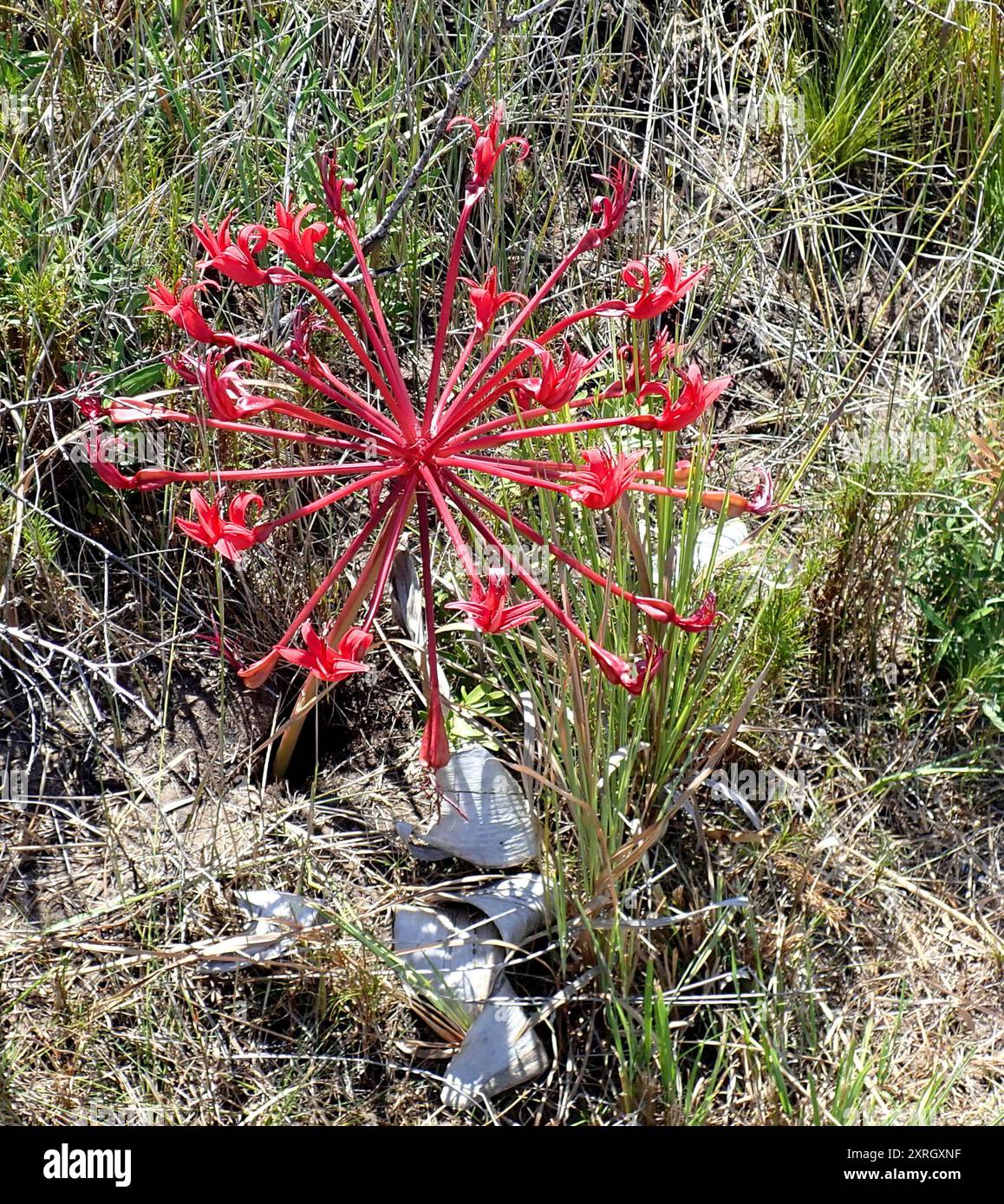 candelabra lily (Brunsvigia orientalis) Plantae Stock Photo - Alamy