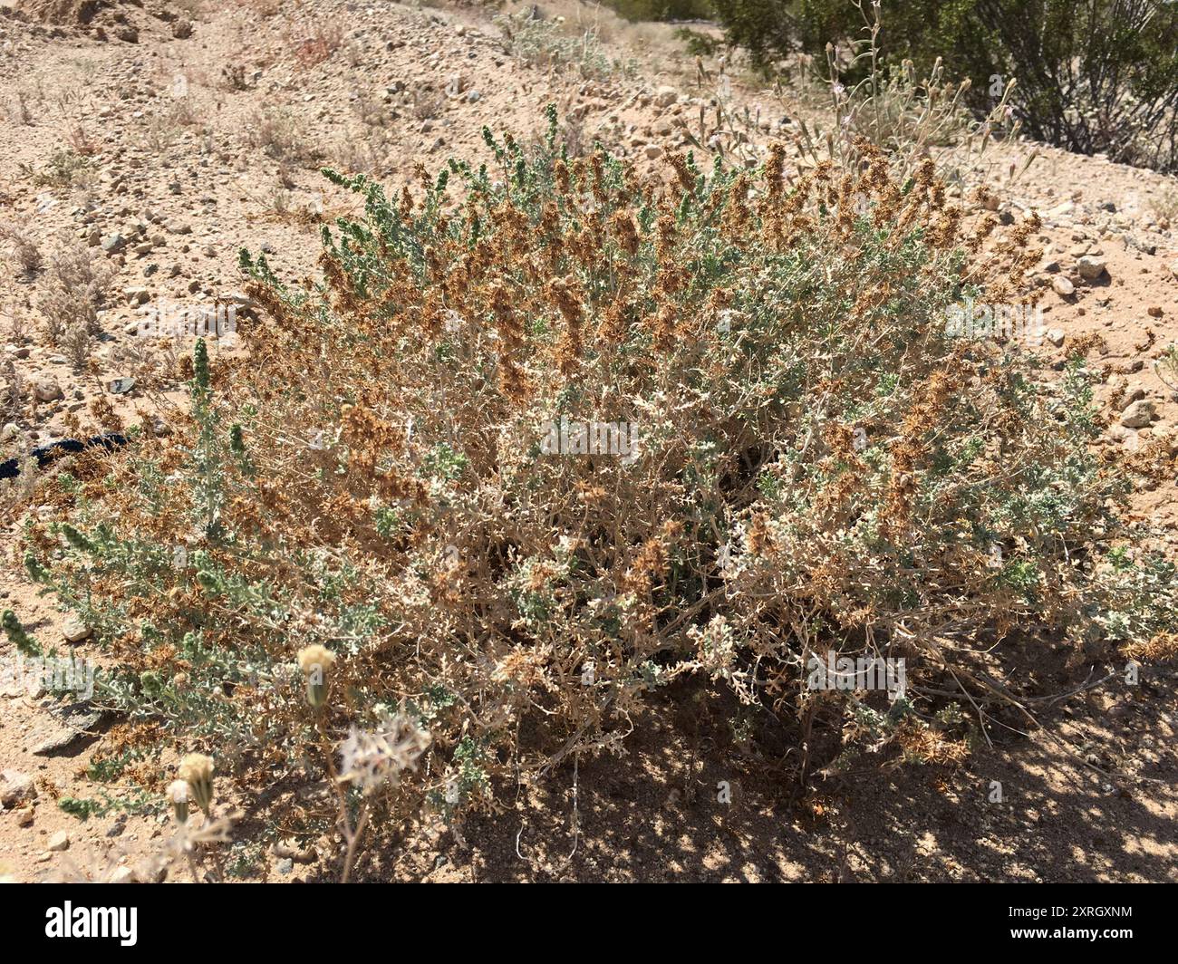Burrobush (Ambrosia dumosa) Plantae Stock Photo - Alamy