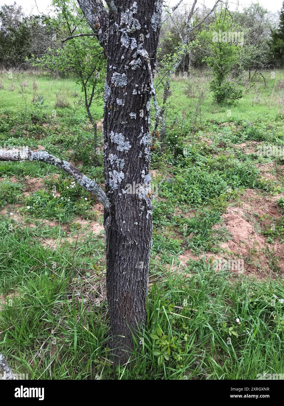 honey mesquite (Neltuma glandulosa) Plantae Stock Photo - Alamy