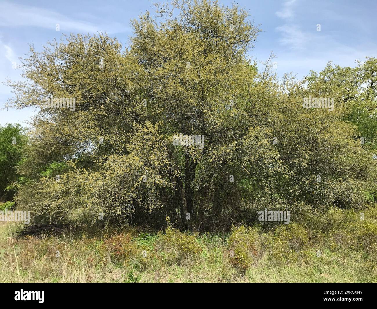 Texas live oak (Quercus fusiformis) Plantae Stock Photo - Alamy