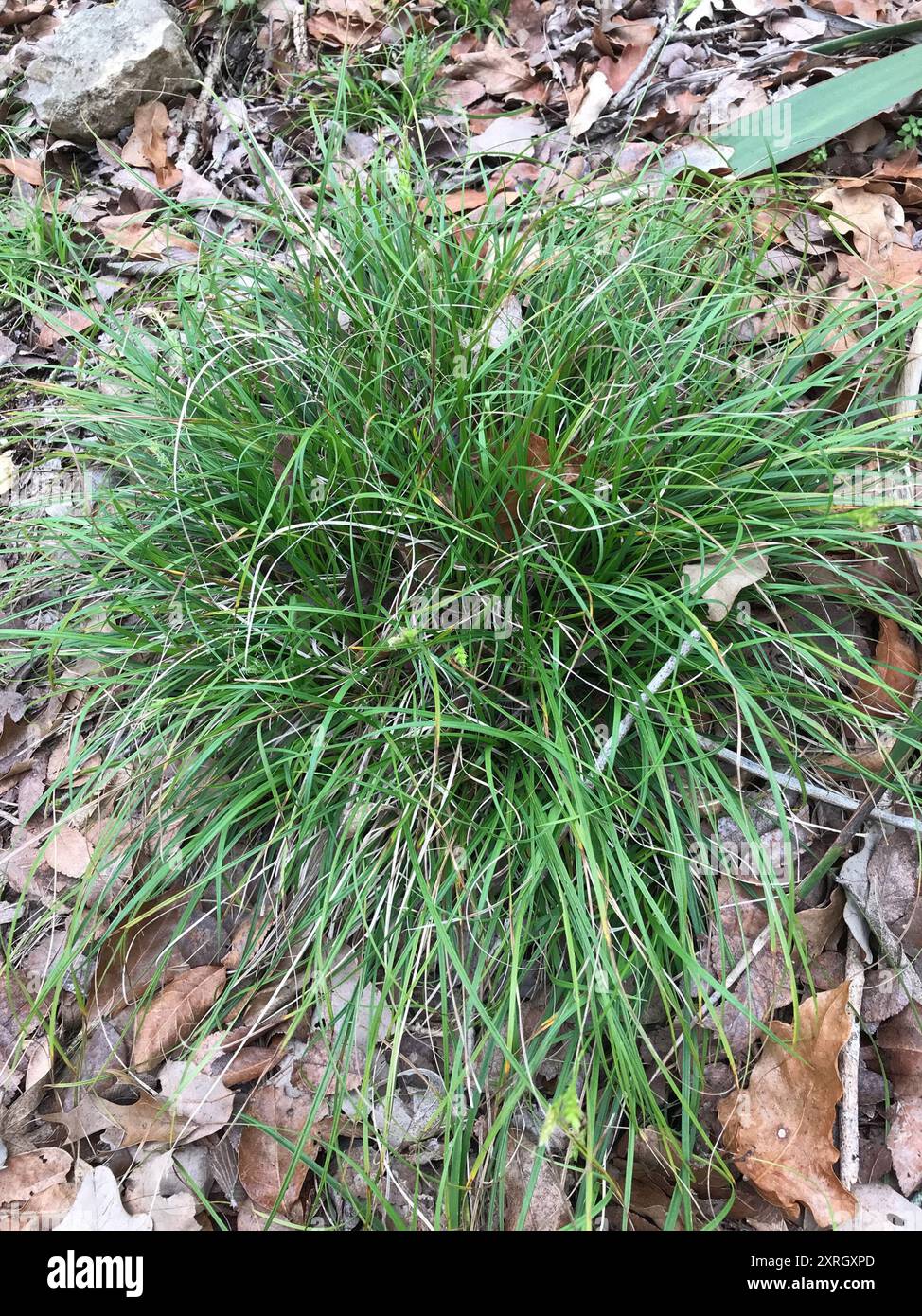 Carex sect. Paniceae (Paniceae) Plantae Stock Photo - Alamy