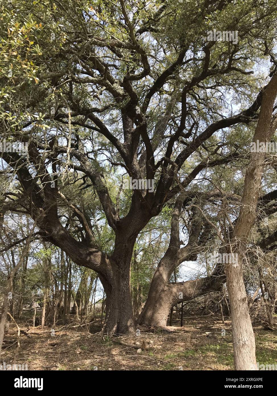 Texas live oak (Quercus fusiformis) Plantae Stock Photo - Alamy